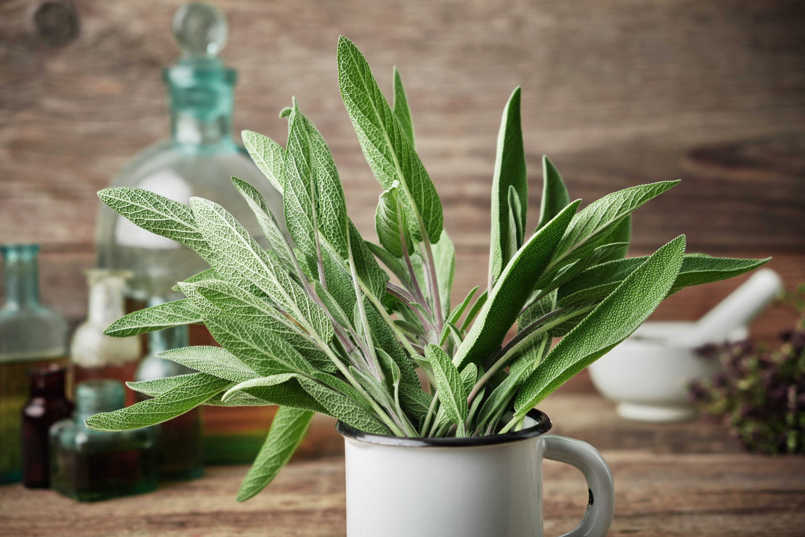 Supplementing with Sage Extract Benefits Brain Health • Vital Force ...