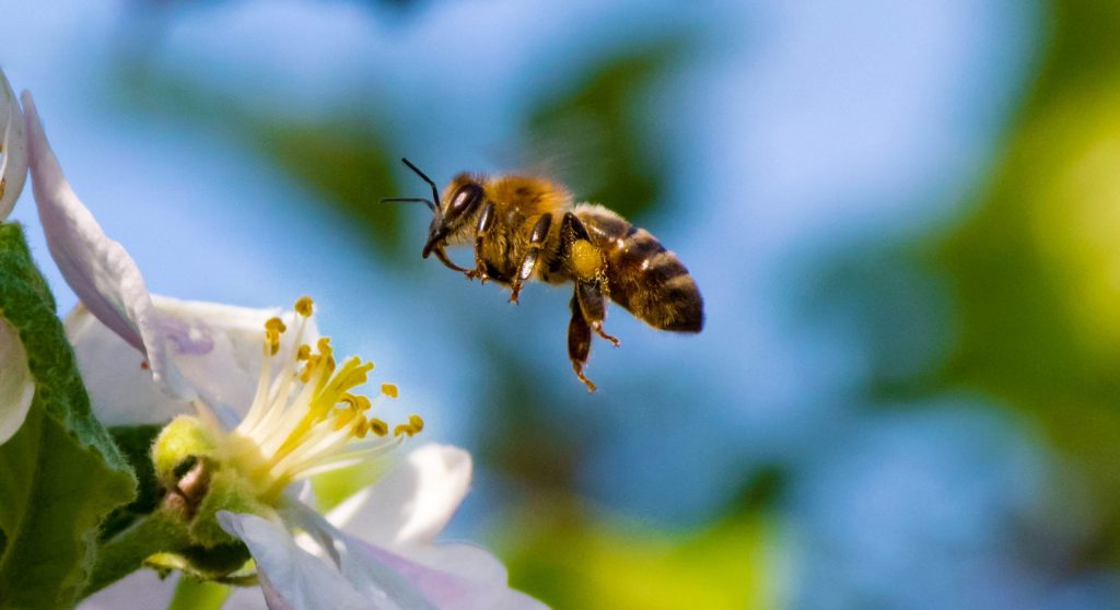 Bees • Vital Force Wellness