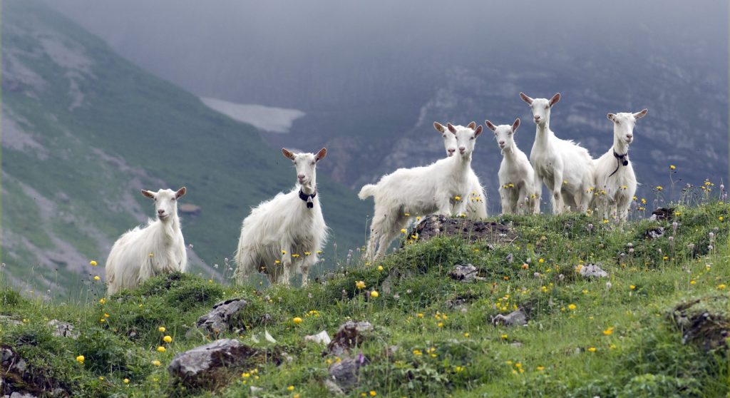 Goats • Vital Force Wellness