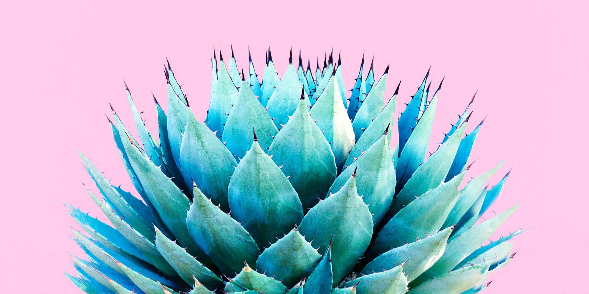 What Is Agave and Is It Healthier Than Sugar? - RealSimple • Vital ...